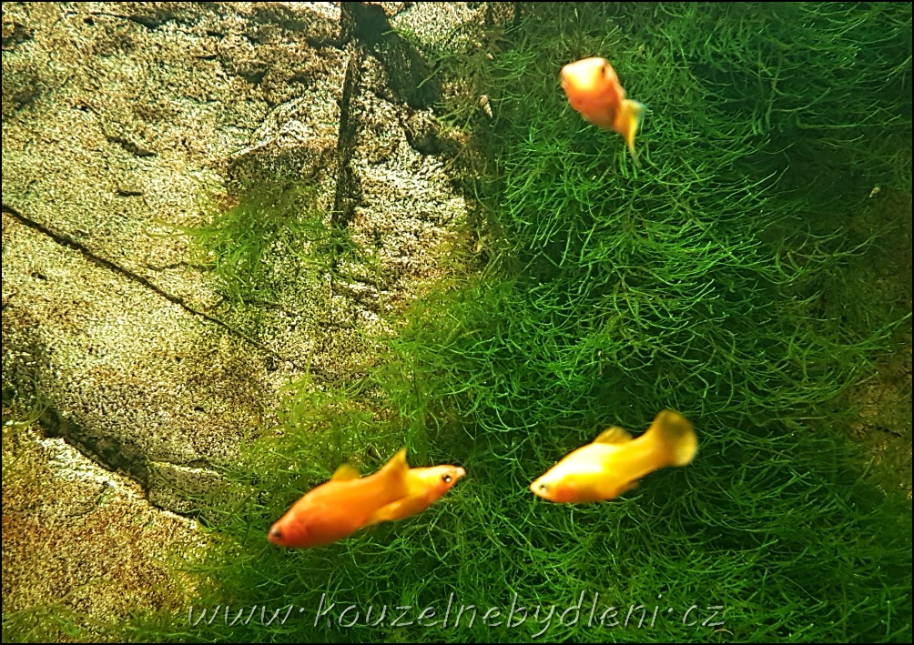 Akvarijní rybičky pro začátečníky - Kouzelné Bydlení akvaristika, rybičky