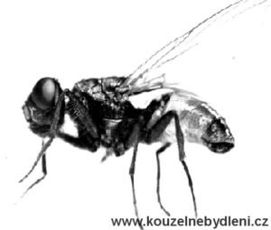 Moucha-domaci-foto-archiv - Kouzelné Bydlení