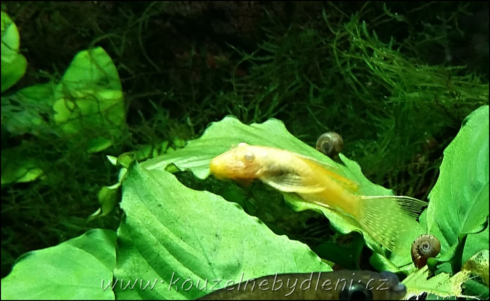Akvarijní rybičky pro začátečníky - Kouzelné Bydlení