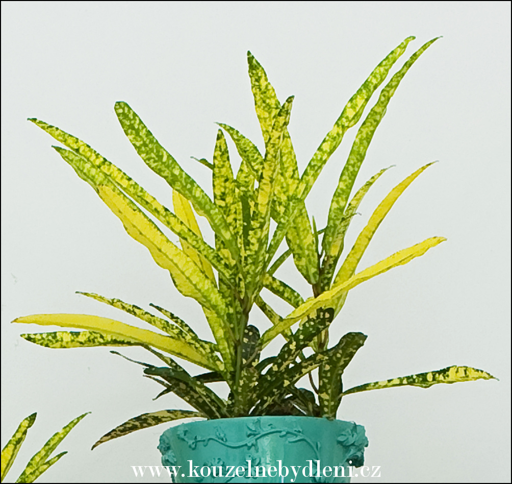 Kroton – atraktivní pokojová rostlina - Kouzelné Bydlení